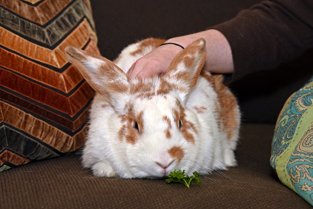 Bunny Gets a Very Special “Hoppy Tail” Just in Time for Easter | ASPCA