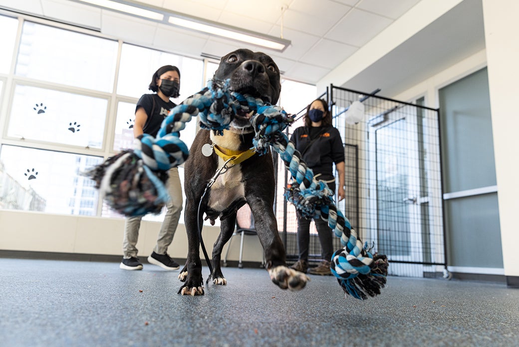 These Pups Are Looking for Paradise! Meet Our Available Bark-chelors ...