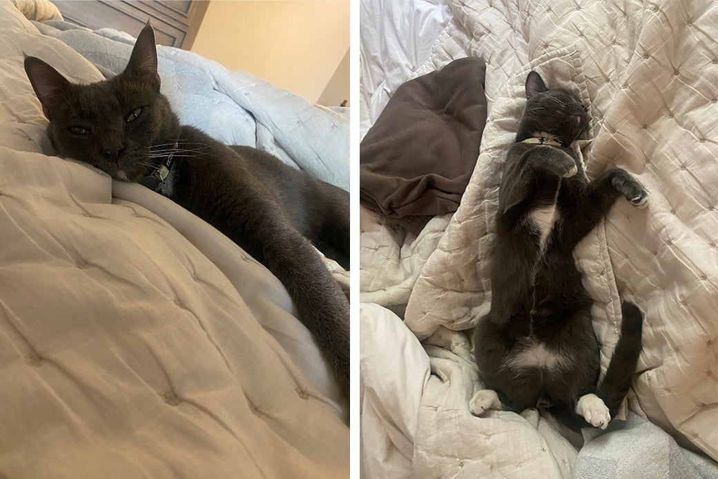 Need a Date for Your Holiday Party? Meet L.A.’s Most Eligible ...