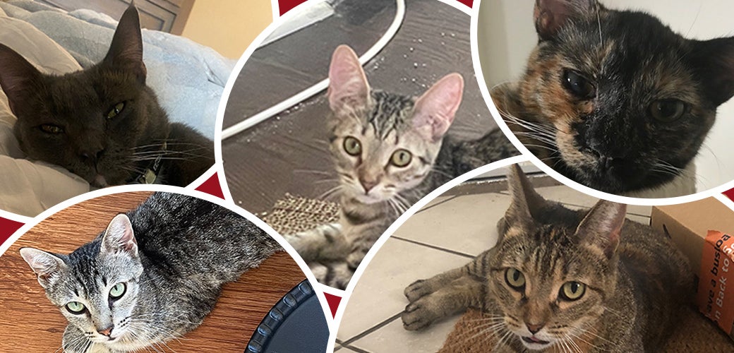 Need a Date for Your Holiday Party? Meet L.A.’s Most Eligible ...