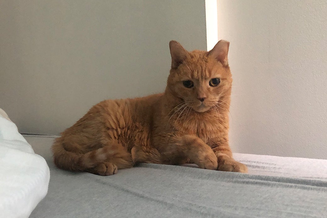 Can You Guess These Animals’ Hopes for a Happy 2023? | ASPCA