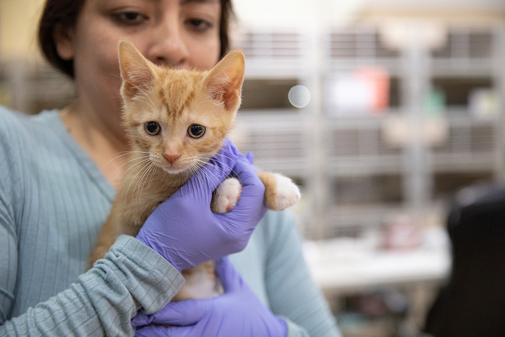 Can You Guess These Animals’ Hopes for a Happy 2023? | ASPCA