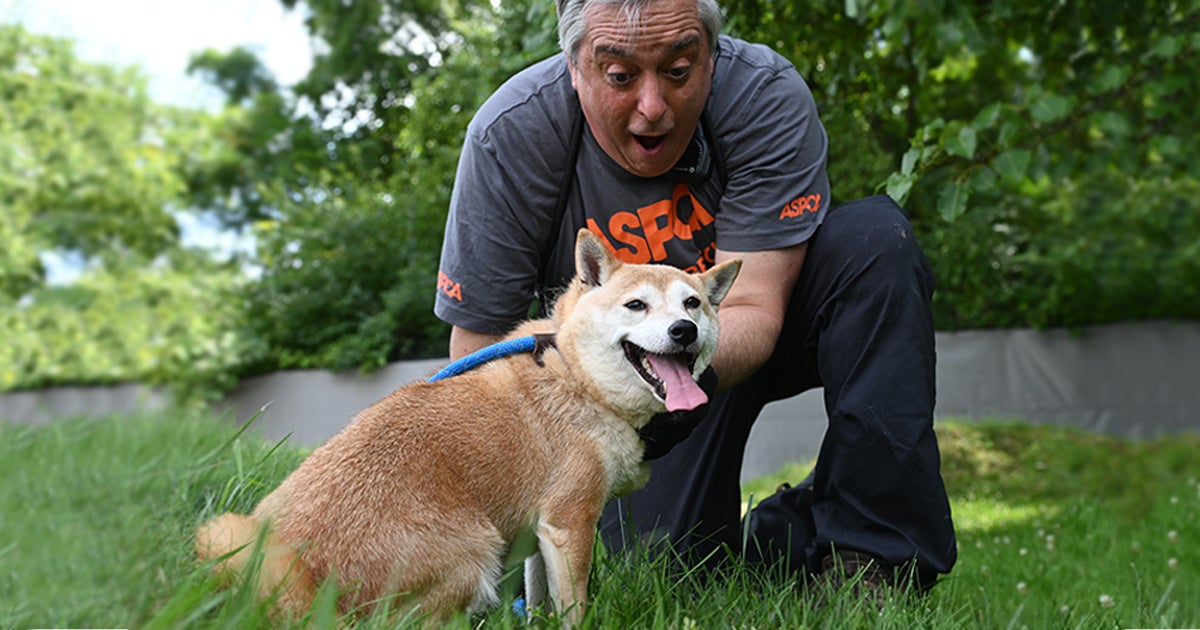 Volunteer Opportunities at the ASPCA Cruelty Recovery Center | ASPCA
