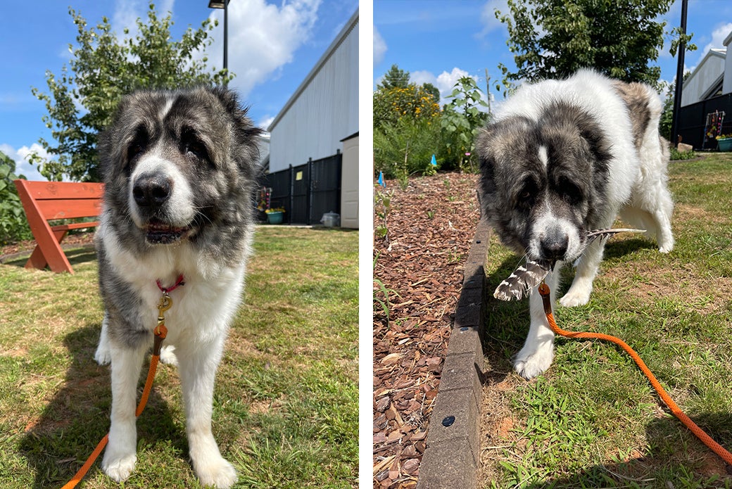 NORTH CAROLINA: These Fluffy Pups Need Fosters While They Recover from ...
