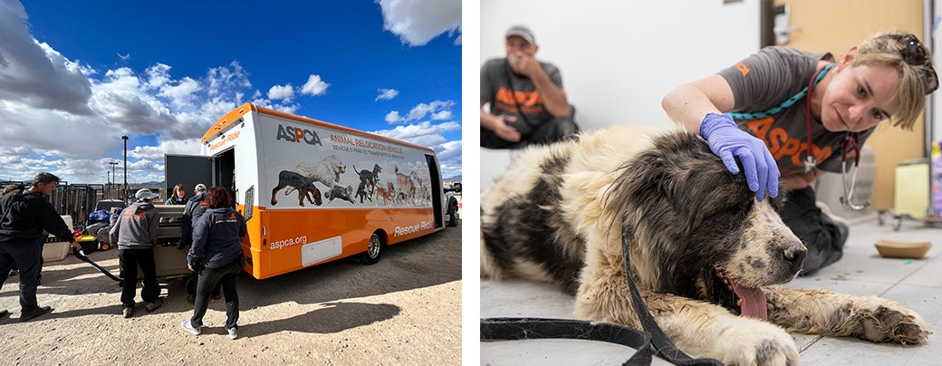 One Year Later: Close to 300 Dogs Rescued from Horrific Alleged Cruelty ...