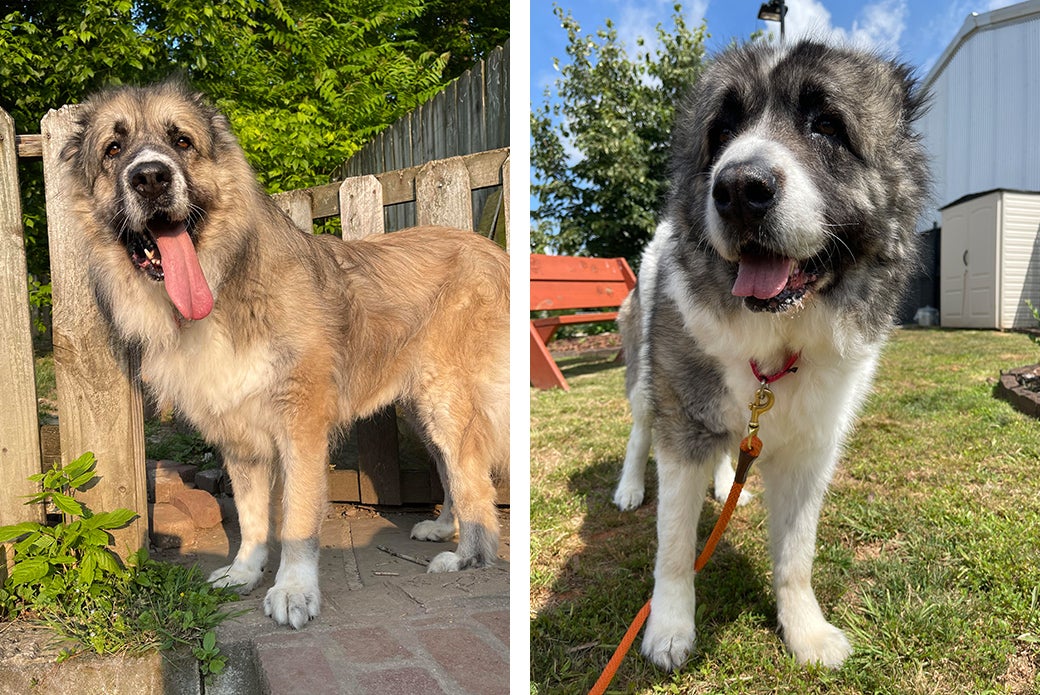 One Year Later: Close to 300 Dogs Rescued from Horrific Alleged Cruelty ...