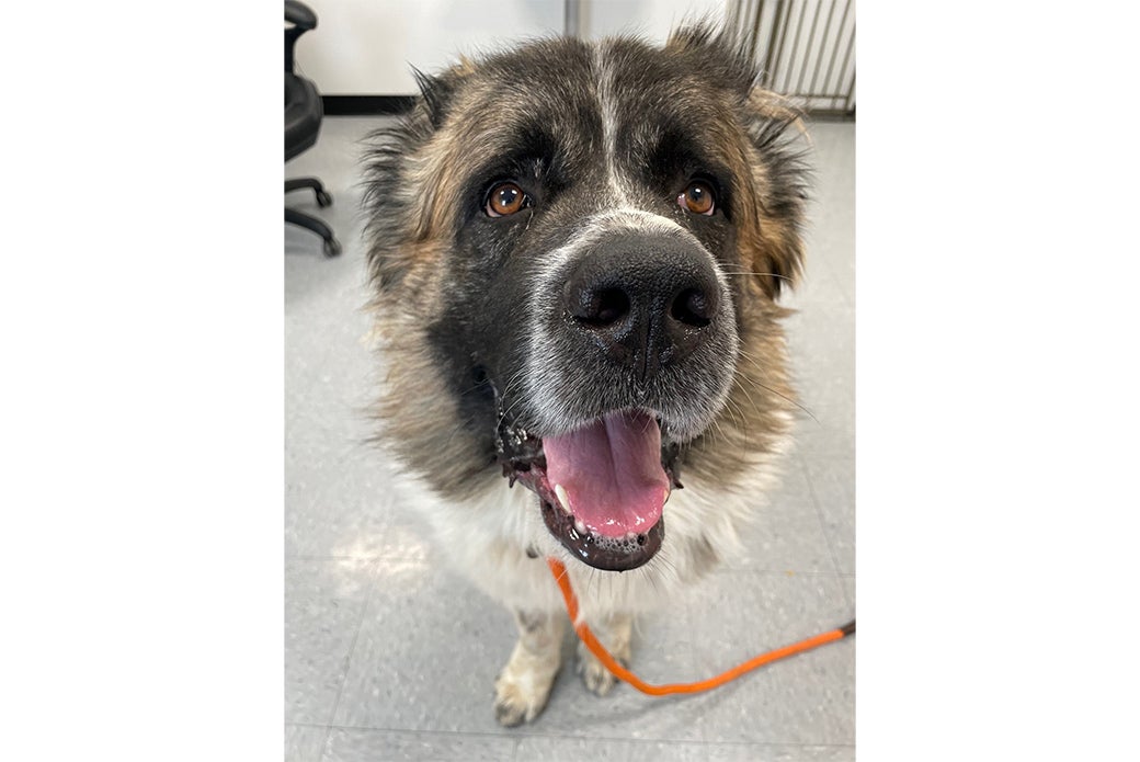 One Year Later: Close to 300 Dogs Rescued from Horrific Alleged Cruelty ...