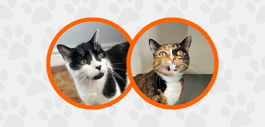 Adopt a Golden-Aged Pet for National Senior Pet Month! | ASPCA