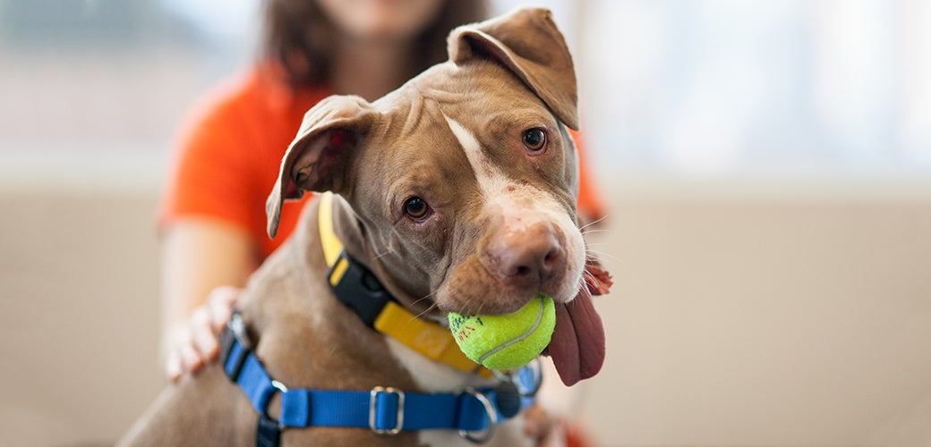 5 Actions You Can Take to Help Animals This GivingTuesday | ASPCA