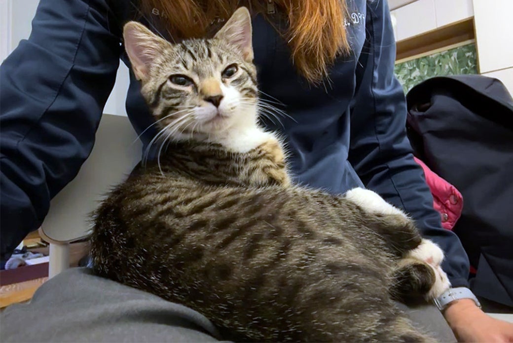 Injured Kitten’s Resilient Personality Lands Him a New Home | ASPCA
