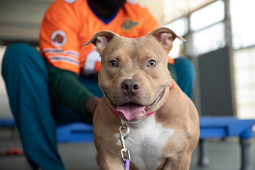 These Wonderful Pups Are Looking for Loving Homes! | ASPCA