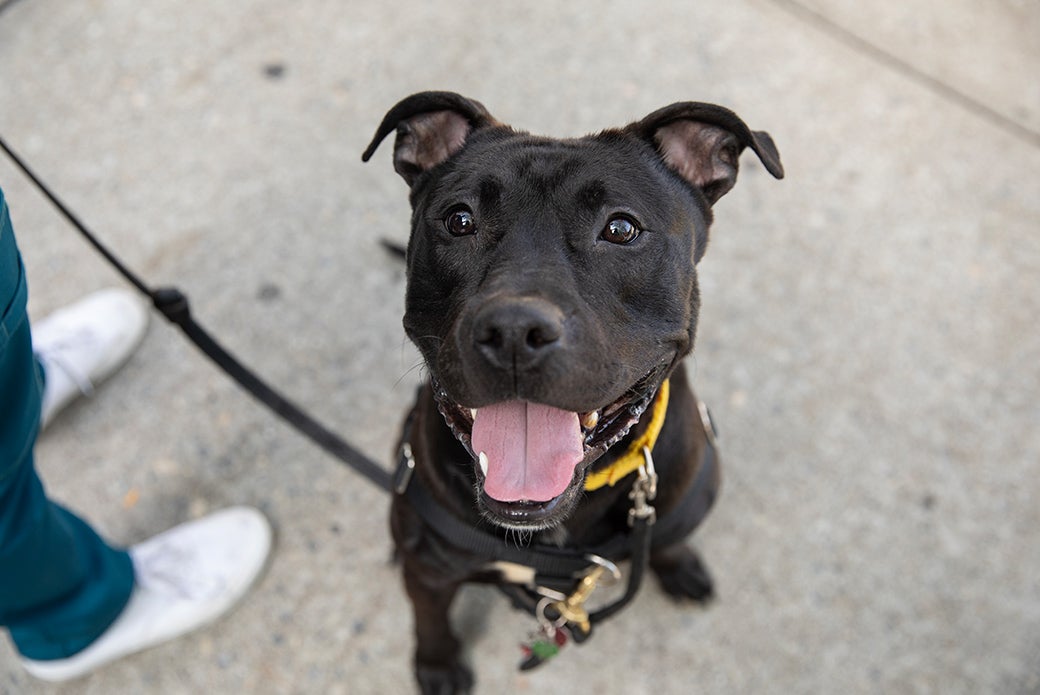 These Wonderful Pups Are Looking for Loving Homes! | ASPCA