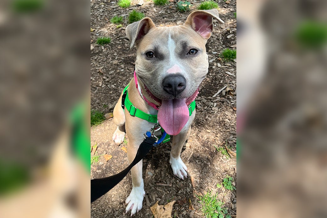 These Wonderful Pups Are Looking for Loving Homes! | ASPCA