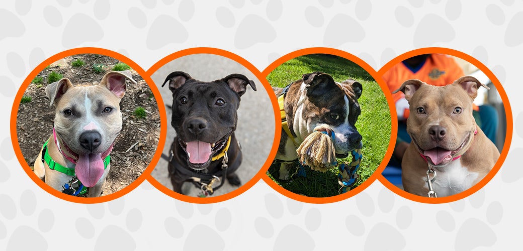 These Wonderful Pups Are Looking for Loving Homes! | ASPCA