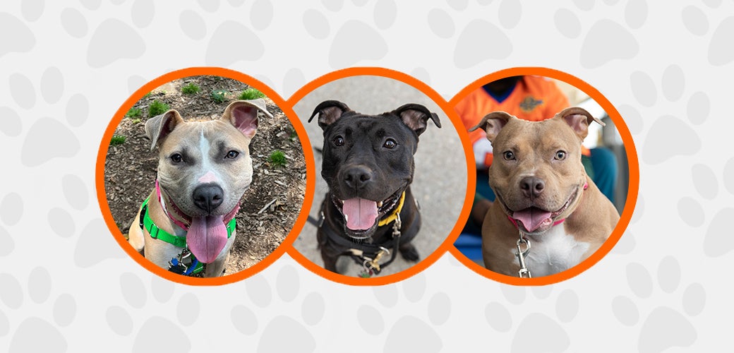 These Wonderful Pups Are Looking for Loving Homes! | ASPCA