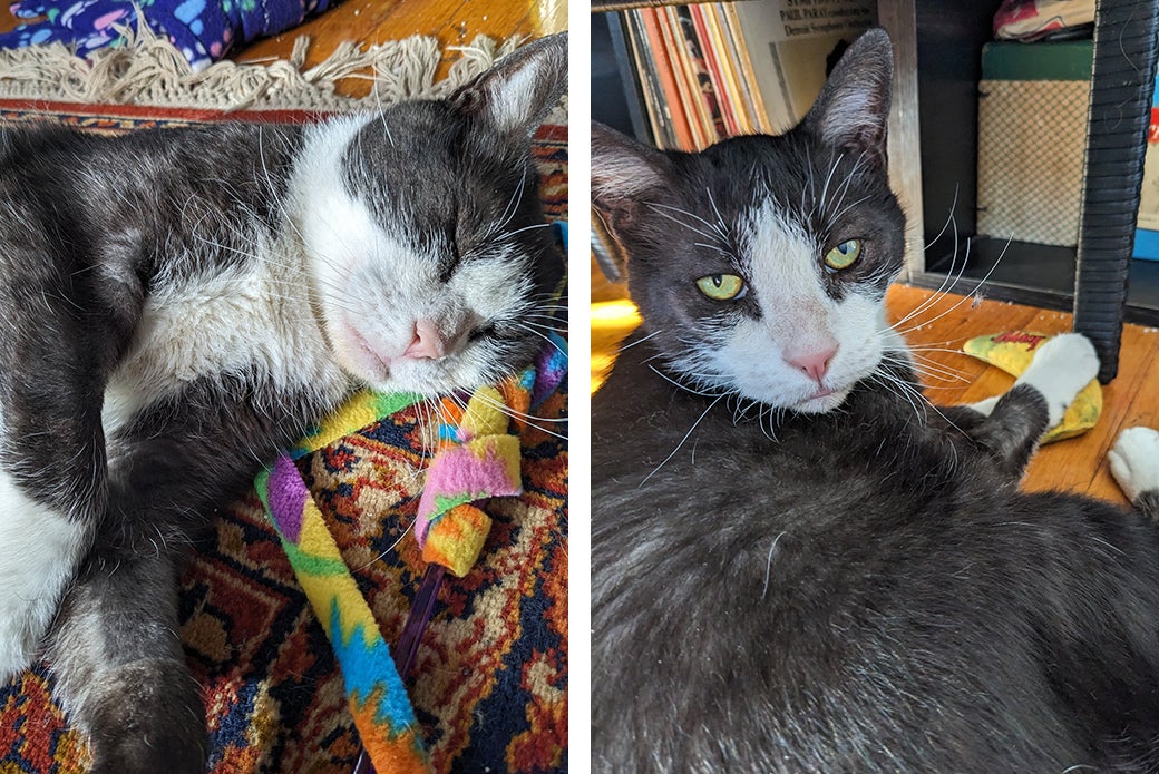 When You Look Up “Lap Cat” in the Dictionary, You’ll Find Loveable ...