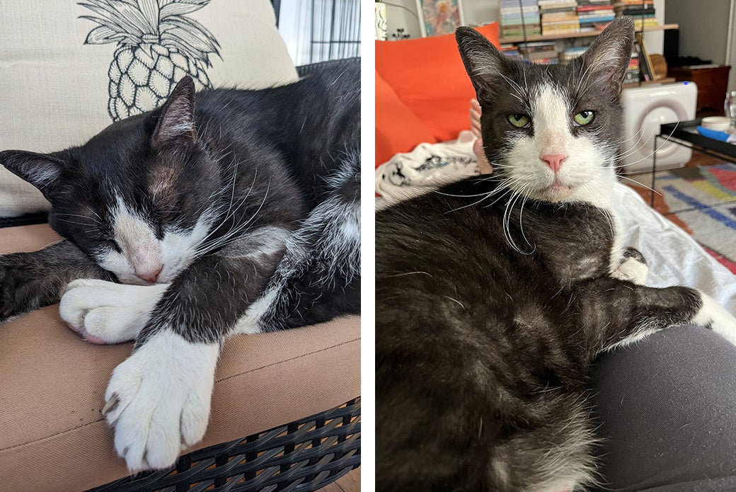 When You Look Up “Lap Cat” in the Dictionary, You’ll Find Loveable ...