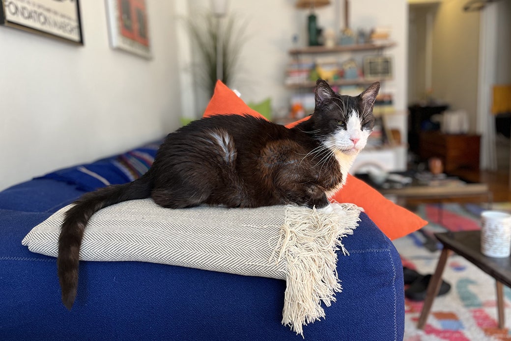 When You Look Up “Lap Cat” in the Dictionary, You’ll Find Loveable ...