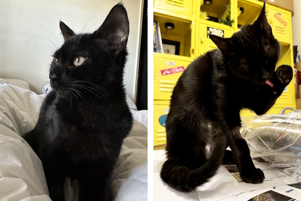 Playful Puma Is Ready to Be Pampered! | ASPCA