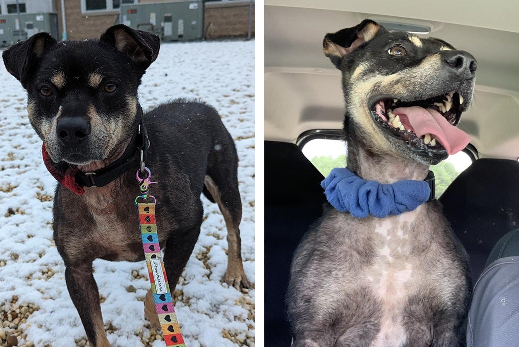 OHIO: These Clever Pups Near Cleveland Are Ready for Loving Homes! | ASPCA