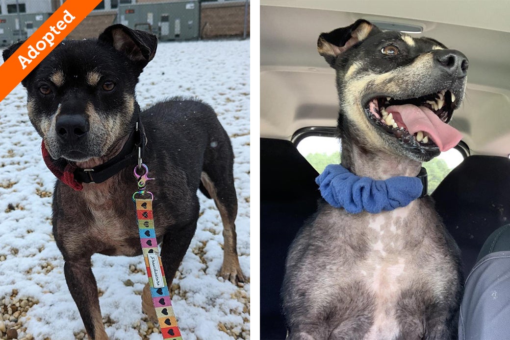 OHIO: These Clever Pups Near Cleveland Are Ready for Loving Homes! | ASPCA