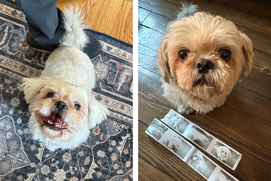 Severely Wounded Dog Gets Healing Help and a Home | ASPCA