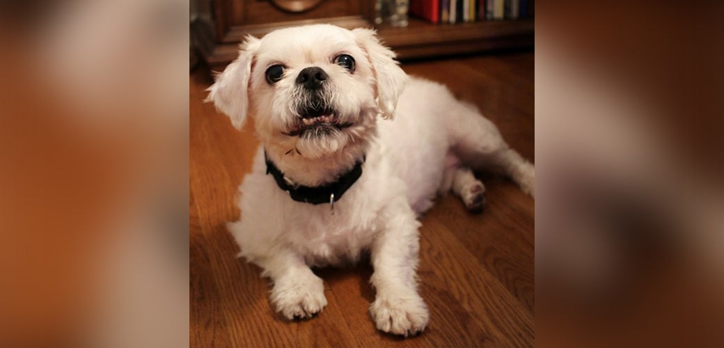 Severely Wounded Dog Gets Healing Help and a Home | ASPCA