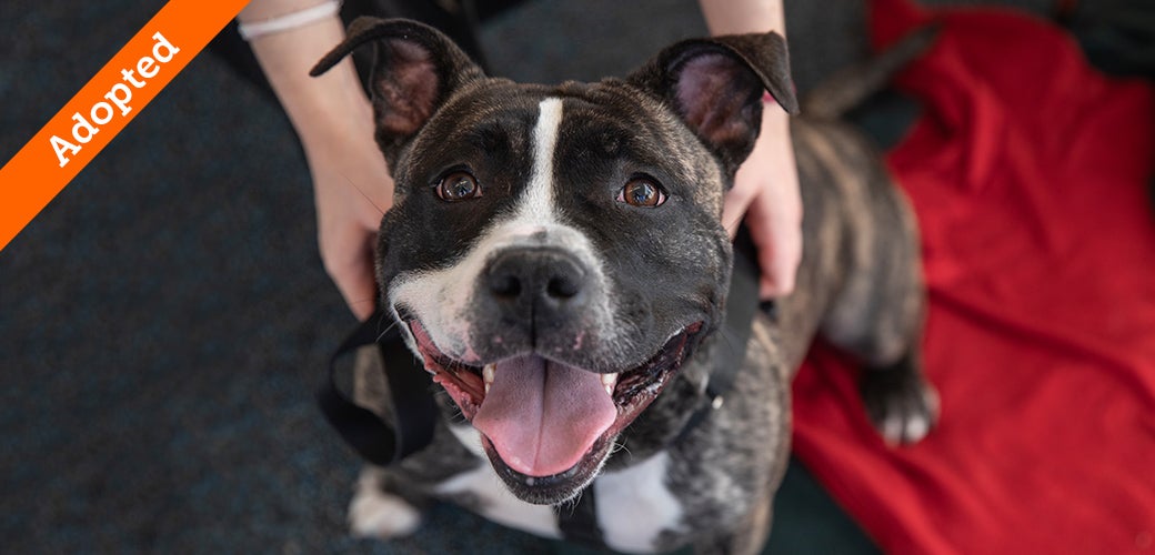 Kerry Can’t Wait to Share Her Zest for Life With YOU! | ASPCA