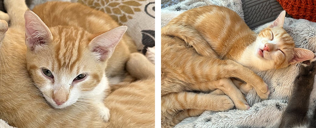 Sherbet Is the Sweet Orange Kitty of Your Dreams! | ASPCA