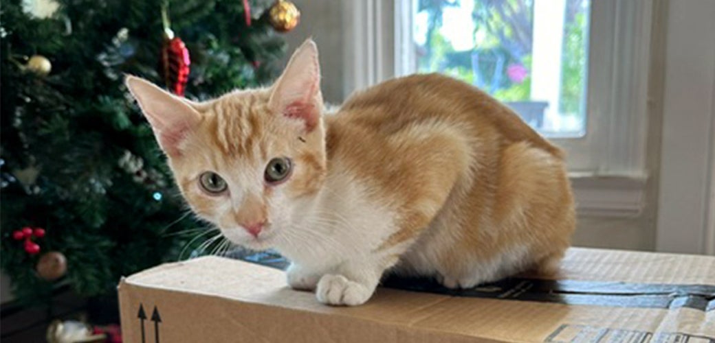 Sherbet Is the Sweet Orange Kitty of Your Dreams! | ASPCA