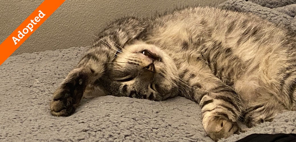 Sweet Steve Is Waiting for the Purr-fect Home! | ASPCA