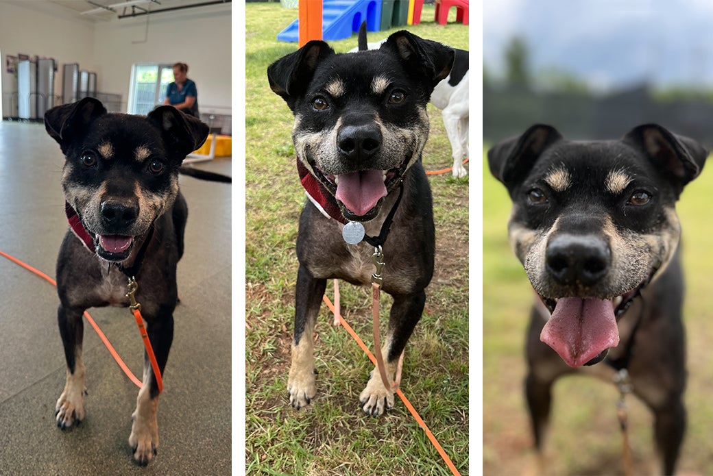 Dear Future Adopter, Love Kenzie | ASPCA