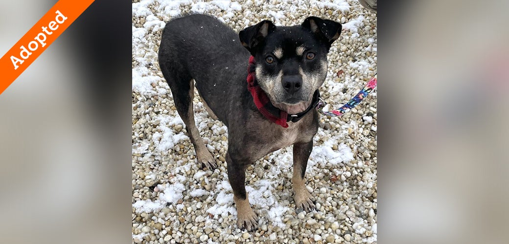 Dear Future Adopter, Love Kenzie | ASPCA