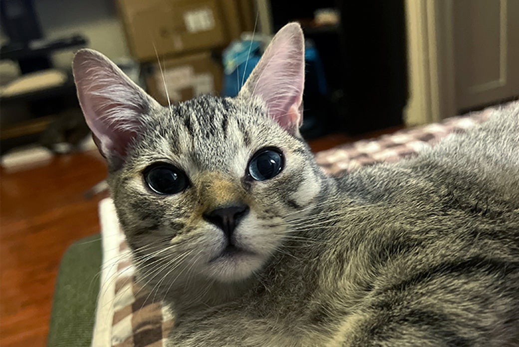 Charlie and Mark Are Bringing Brotherly Love to Los Angeles! | ASPCA