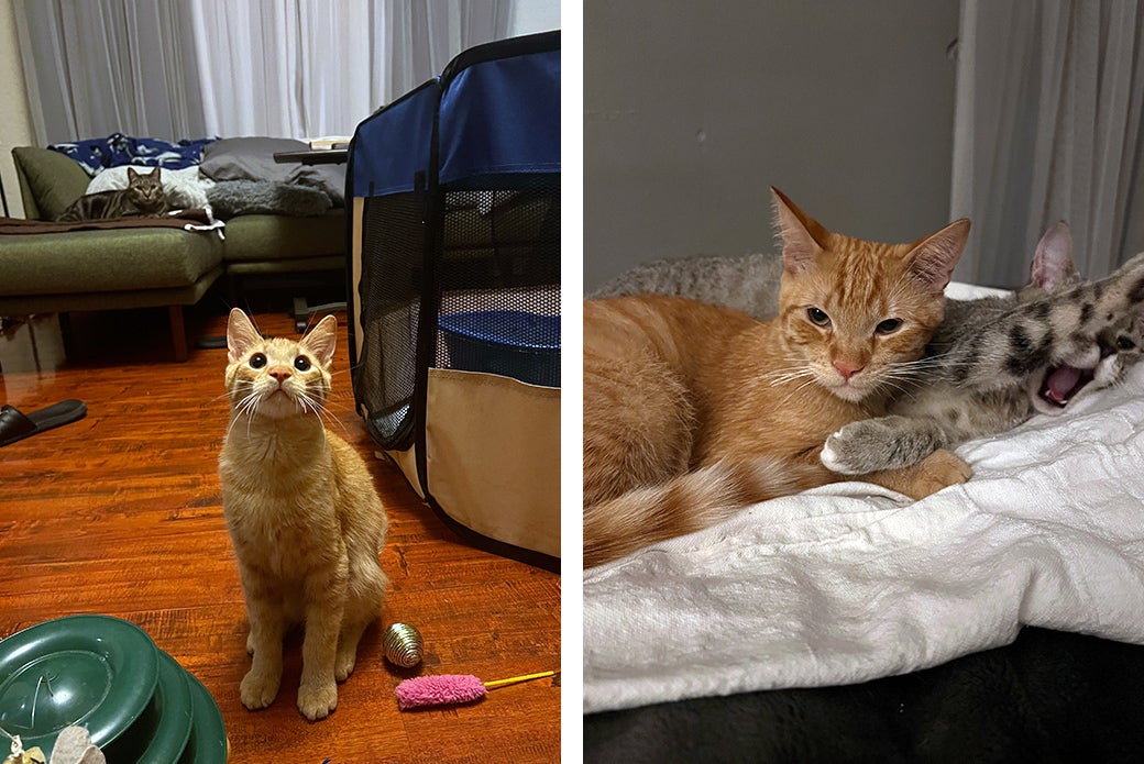 Charlie and Mark Are Bringing Brotherly Love to Los Angeles! | ASPCA