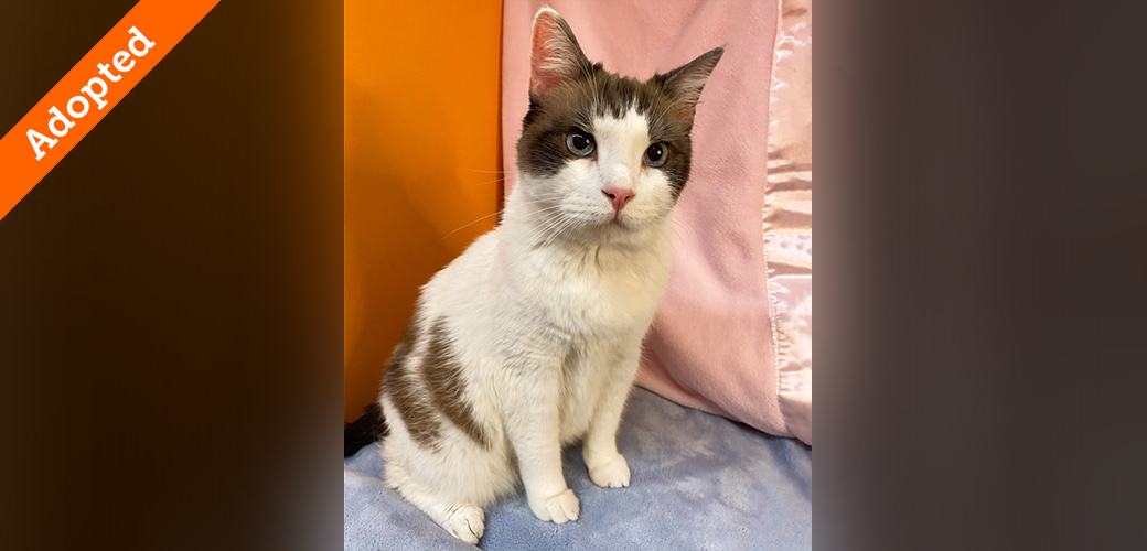 Hello There! Meet Obi, the Sweet Cat Who Loves Everyone! | ASPCA