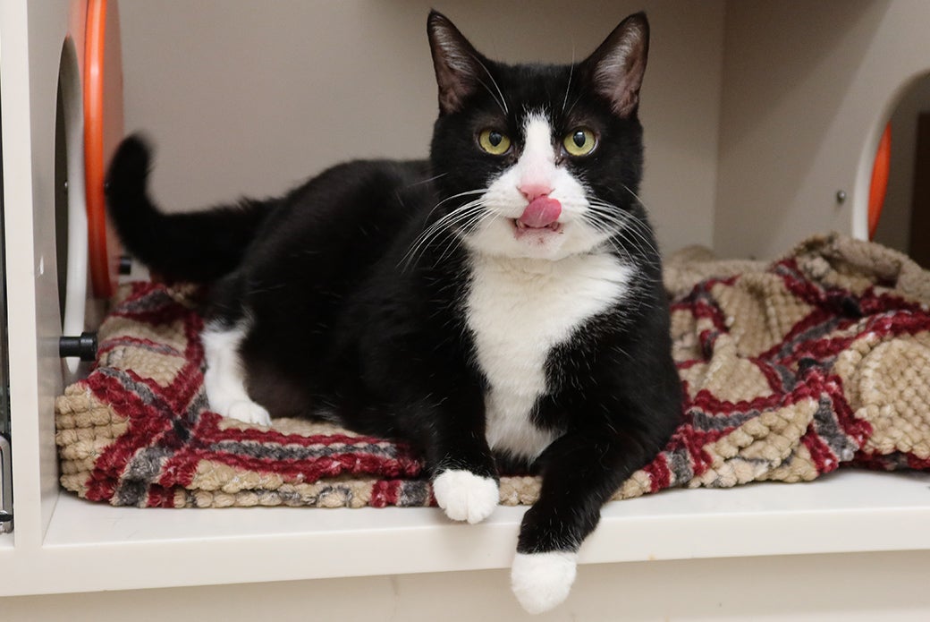 Dear Future Adopter, Love Precious | ASPCA