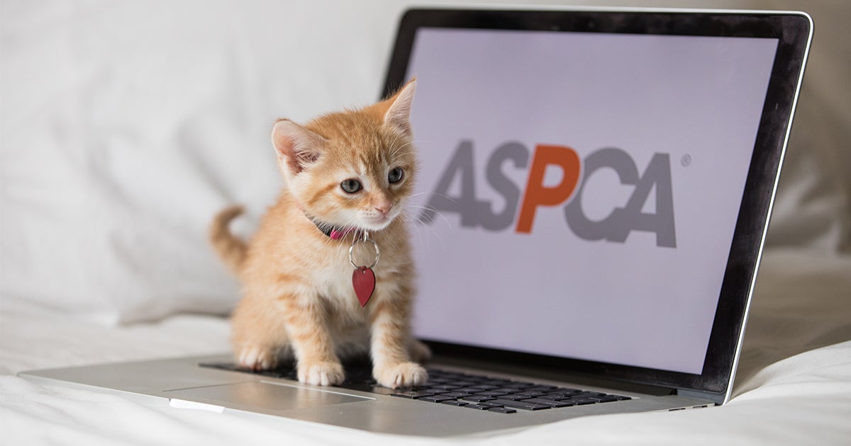 Becoming a Business Ambassador | ASPCA