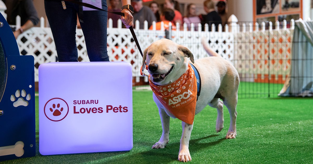 Subaru Loves Pets | ASPCA