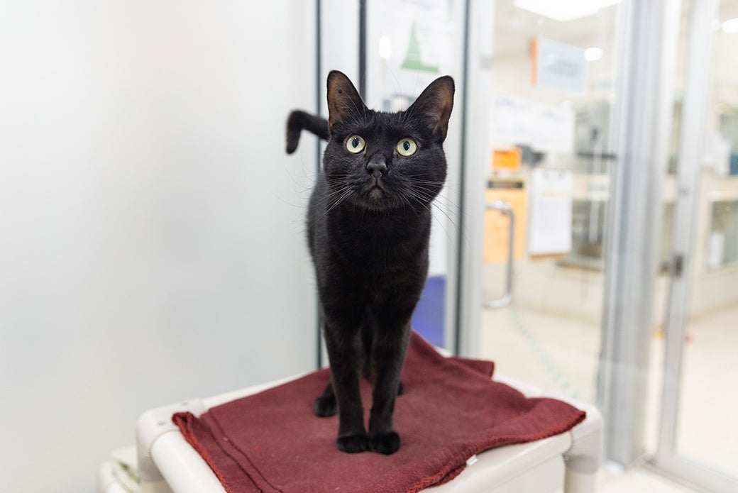 All These Kitties Want This Holiday Season Is a Home! | ASPCA