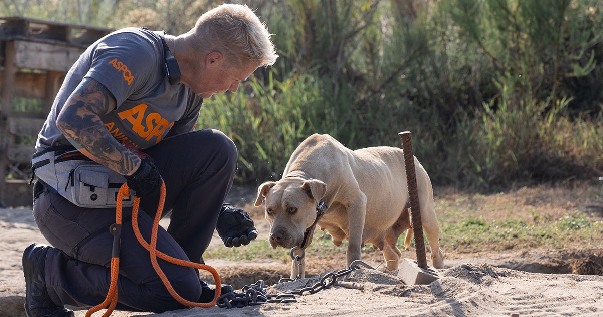 National Field Response Responder l Volunteer l ASPCA