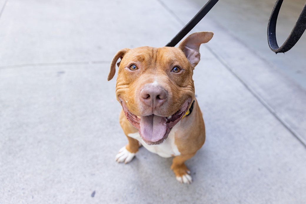 Your Exclusive First Look at the Impact YOU Made in 2025 | ASPCA