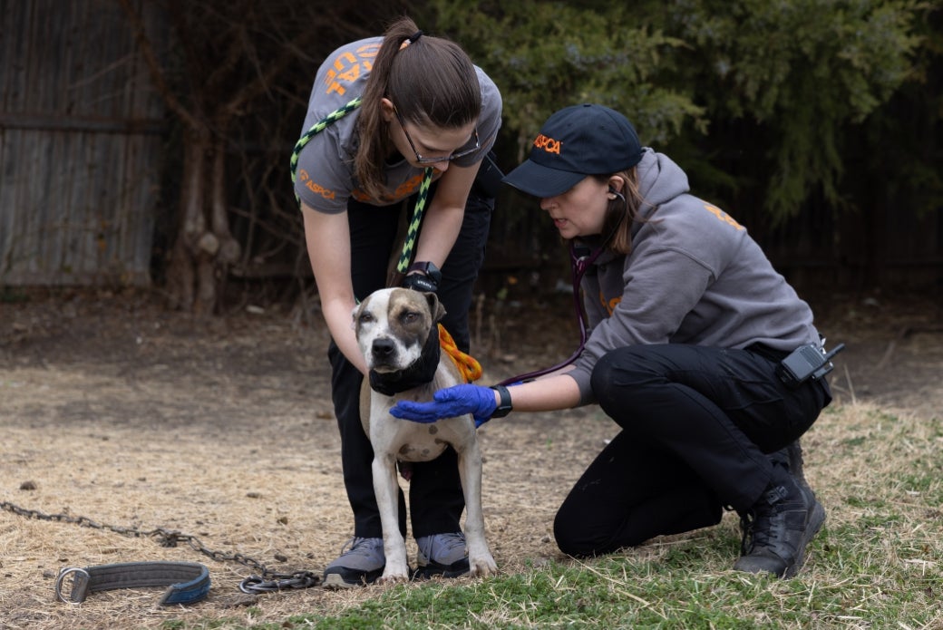 ASPCA Helps Rescue Nearly 200 Animals From Suspected Dogfighting ...
