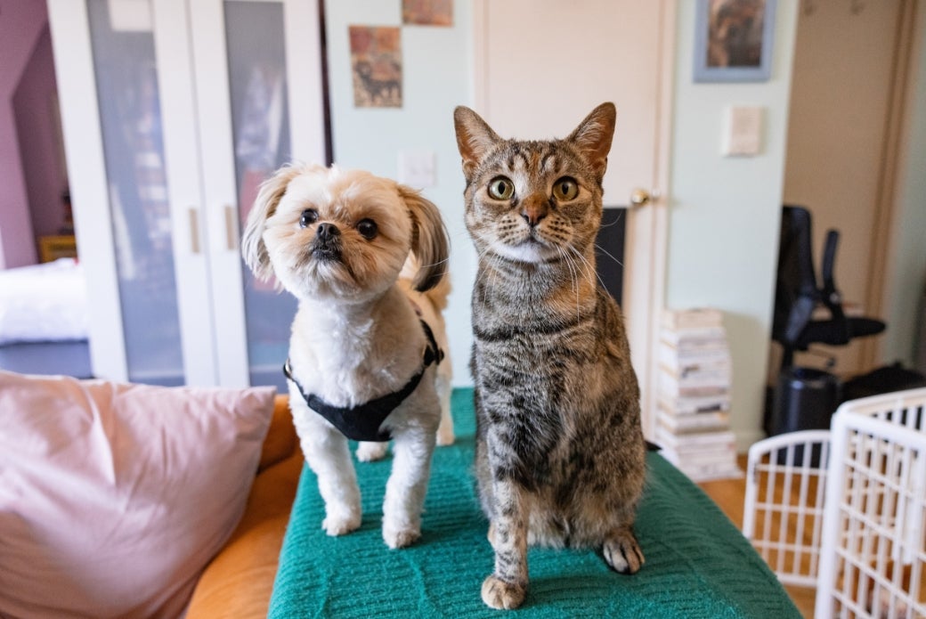 After Being Pushed from a Window, Coral Finds a Soft Place to Land | ASPCA