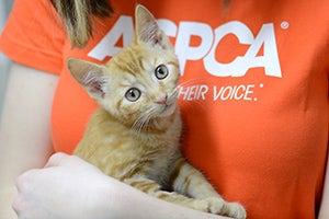 About Us | ASPCA
