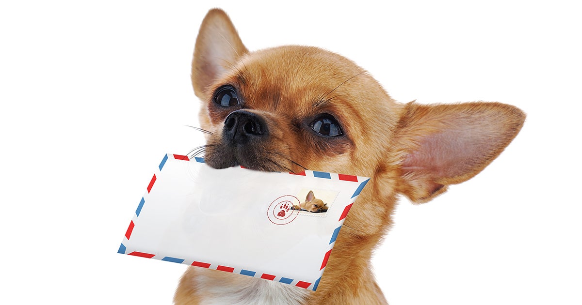 Mail a Check l Ways to Donate l Take Action l ASPCA