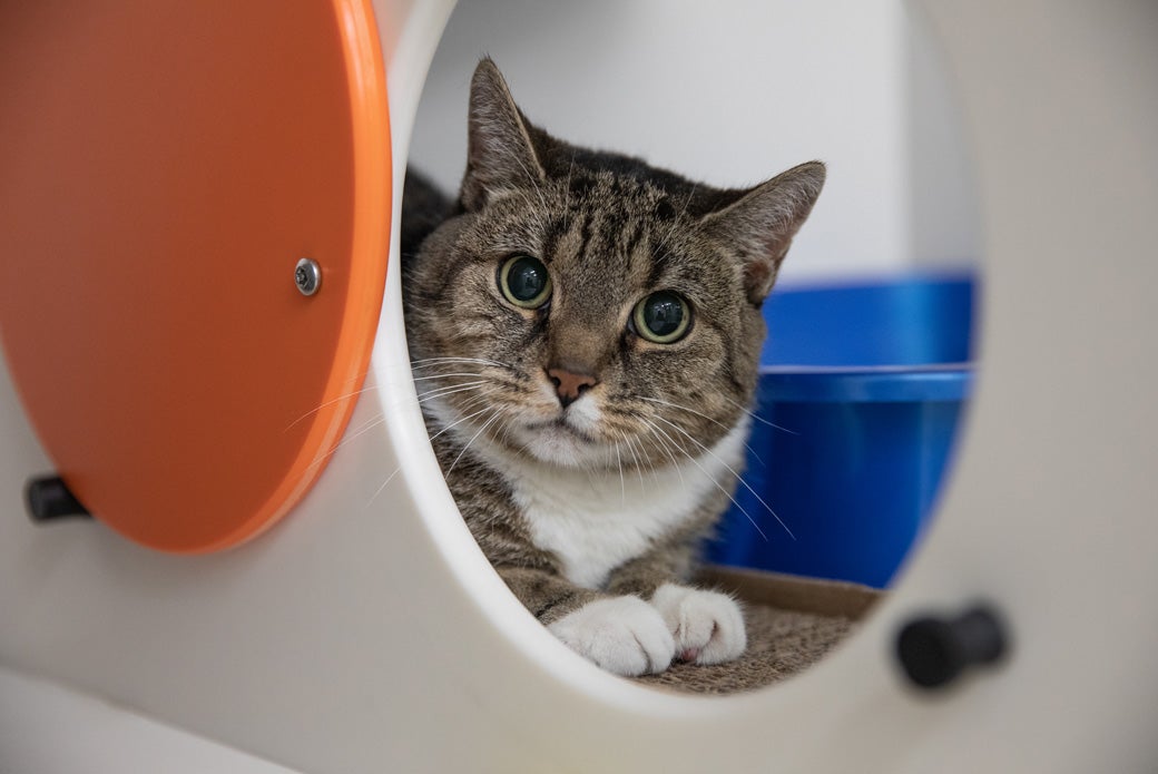 URGENT: These Golden-Aged Kitties Need Homes! | ASPCA