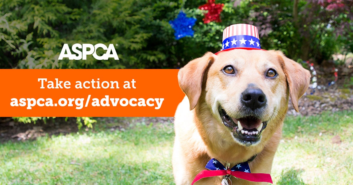 Advocacy Center l Ways to Advocate l Get Involved l ASPCA