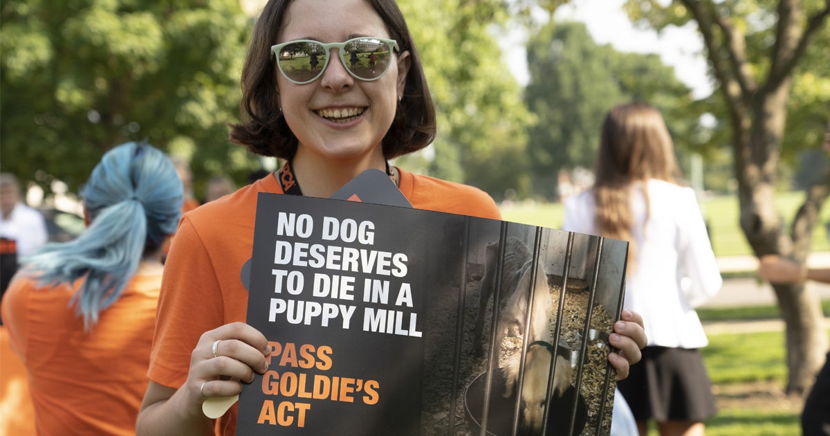 Advocacy Volunteer l Get Involved l Take Action l ASPCA