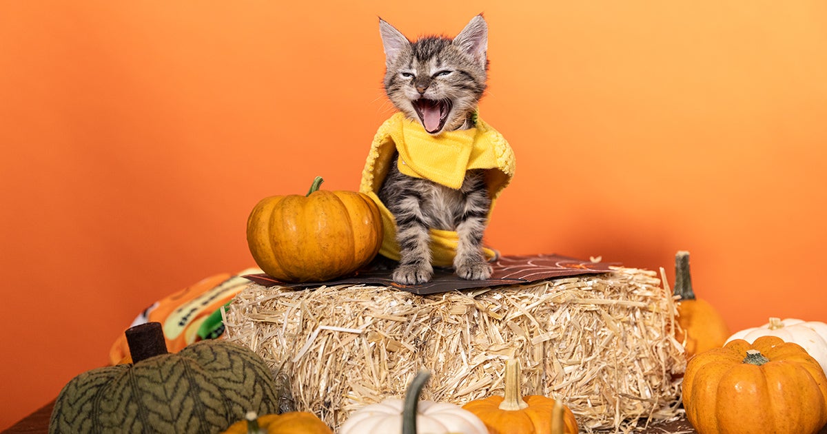 Halloween Safety Tips | ASPCA